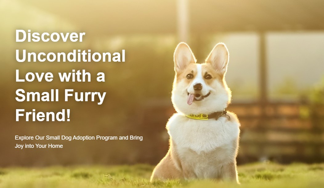 Small Dog Adoptions In Gauteng - Little Doggy Rescue