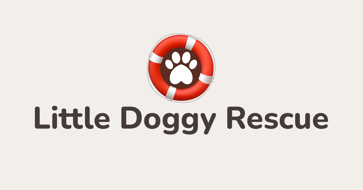 Small Dog Adoptions In Gauteng - Little Doggy Rescue