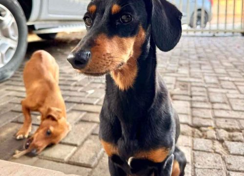 Adopt A Small Dog 10 Amazingly Adorable Dogs - Little Doggy Rescue