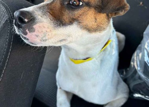 Adopt A Small Dog 10 Amazingly Adorable Dogs - Little Doggy Rescue