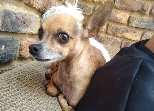 Adopt A Small Dog 10 Amazingly Adorable Dogs - Little Doggy Rescue